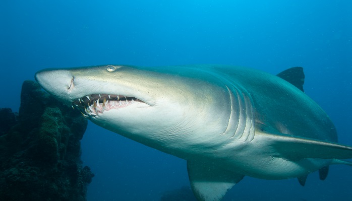 Ragged Tooth Shark • Megan Goldner Designs